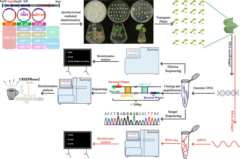 Development of an efficient and precise adenine base editor (ABE) with expanded target range in ...