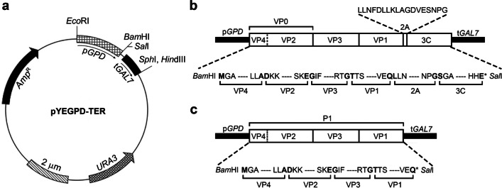 Expression of virus-like particles (VLPs) of foot-and-mouth disease virus (FMDV) using ...