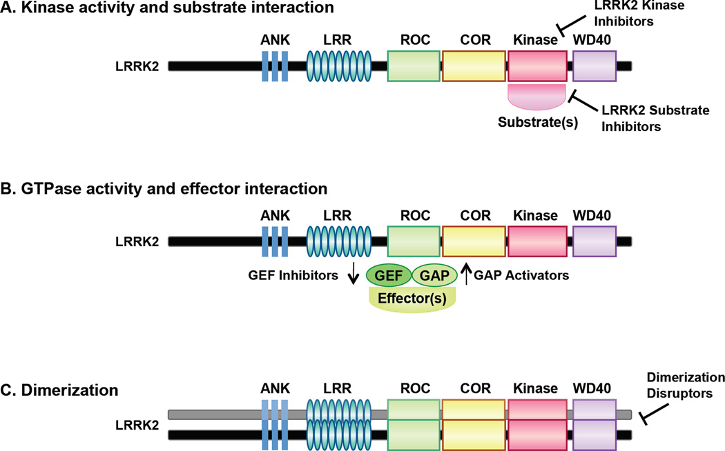Leucine rich repeat kinase 2 (LRRK2) as a potential therapeutic target for Parkinson’s disease - PMC