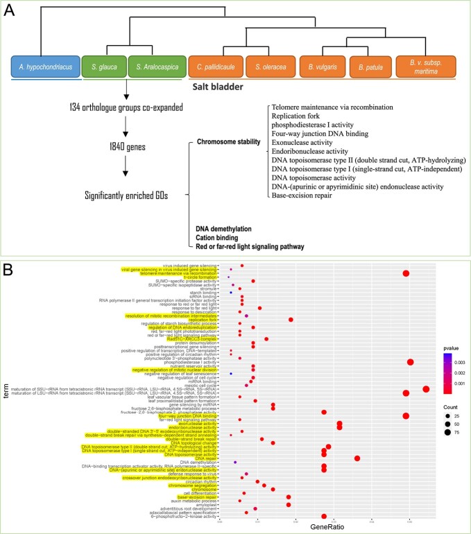 Chromosome-scale genome sequence of Suaeda glauca sheds light on salt stress tolerance in ...