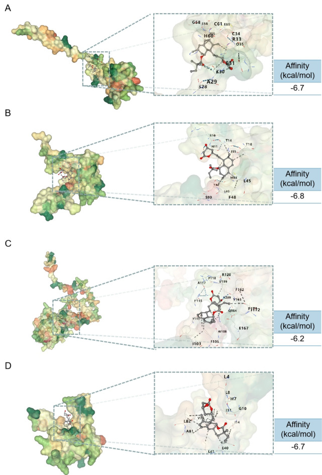 Unraveling shared molecular signatures and potential therapeutic targets linking psoriasis and ...