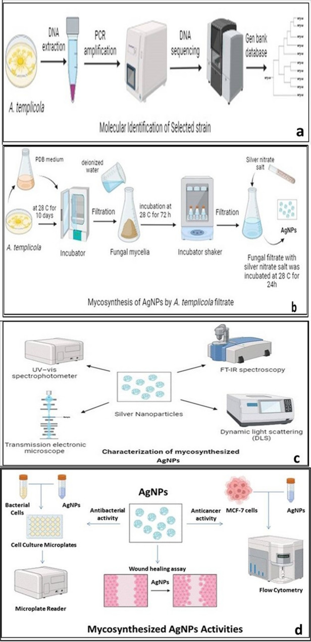 Mycosynthesis of silver nanoparticles by Aspergillus templicola OR480102: a multifaceted ...