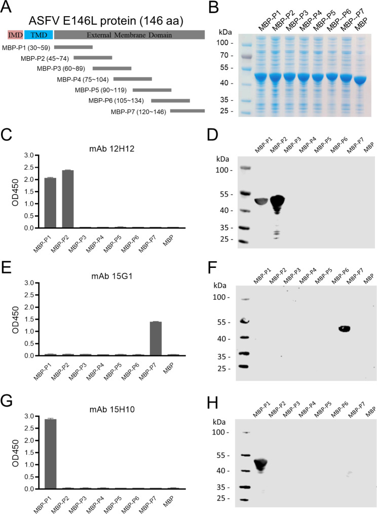Identification Of Linear B Cell Epitopes On The E146l Protein Of