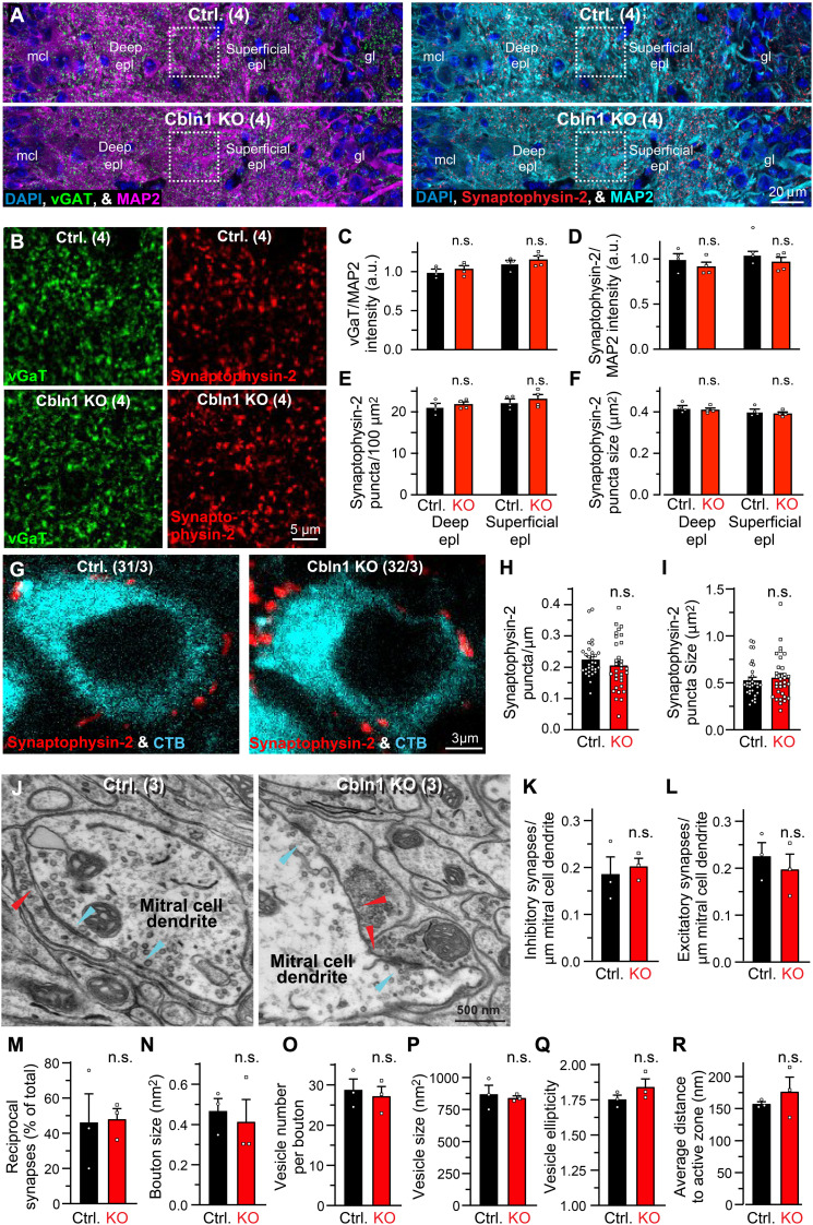 Molecular self-avoidance in synaptic neurexin complexes - PMC