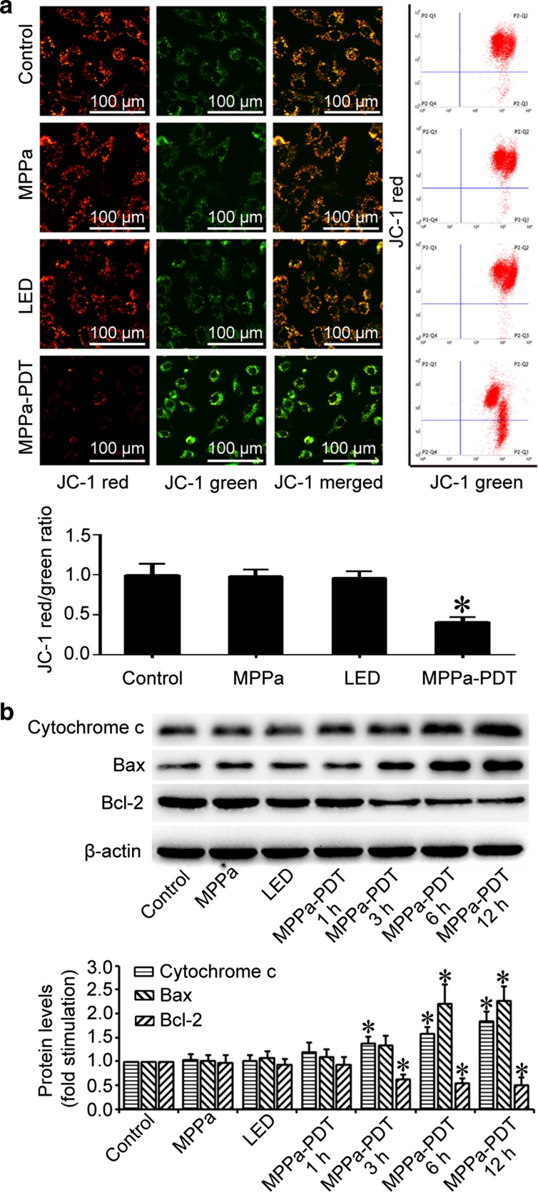 Apoptosis and autophagy induced by pyropheophorbide-α methyl ester-mediated photodynamic therapy ...