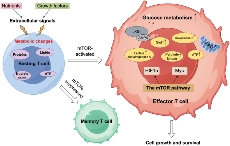 Metabolic regulation of Th17 and Treg cell balance by the mTOR signaling - PMC