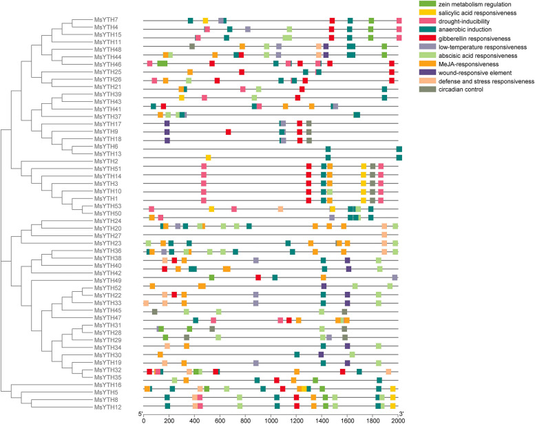 Genome-wide identification, characterization, and expression analysis of m6A readers-YTH domain ...