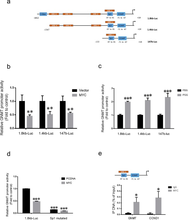 Induction of GNMT by 1,2,3,4,6-penta-O-galloyl-beta-D-glucopyranoside through proteasome ...