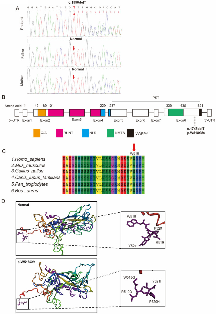 Identification a novel de novo RUNX2 frameshift mutation associated with cleidocranial dysplasia ...