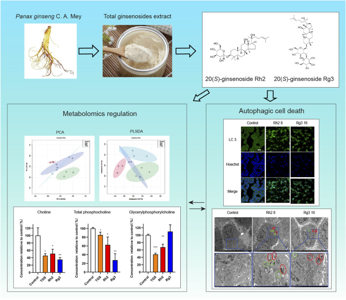 Ginsenosides Rh2 and Rg3 exert their anti-cancer effects on non-small cell lung cancer by ...