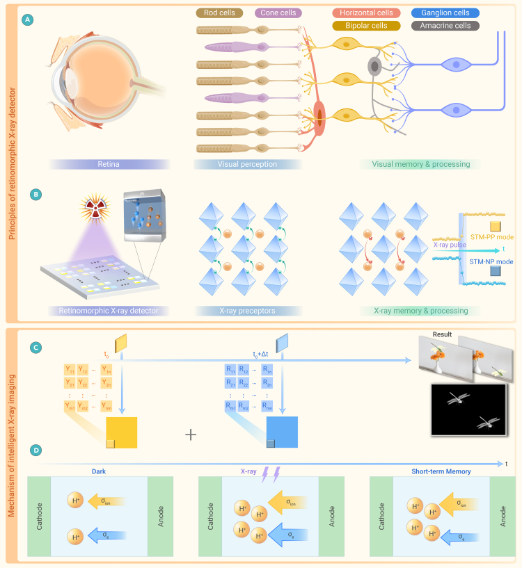Retinomorphic X-ray detection using perovskite with hydrion-conductive organic cations - PMC
