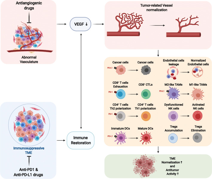 Antiangiogenic therapy reverses the immunosuppressive breast cancer microenvironment - PMC