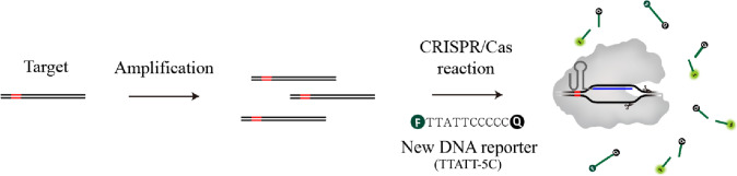 Highly Efficient DNA Reporter for CRISPR/Cas12a-Based Specific and Sensitive Biosensor - PMC