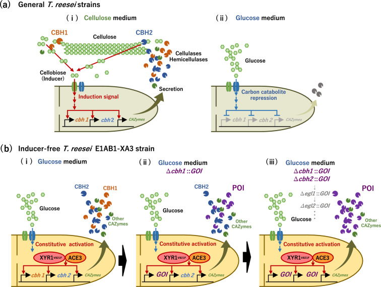 Inducer-free recombinant protein production in Trichoderma reesei: secretory production of ...