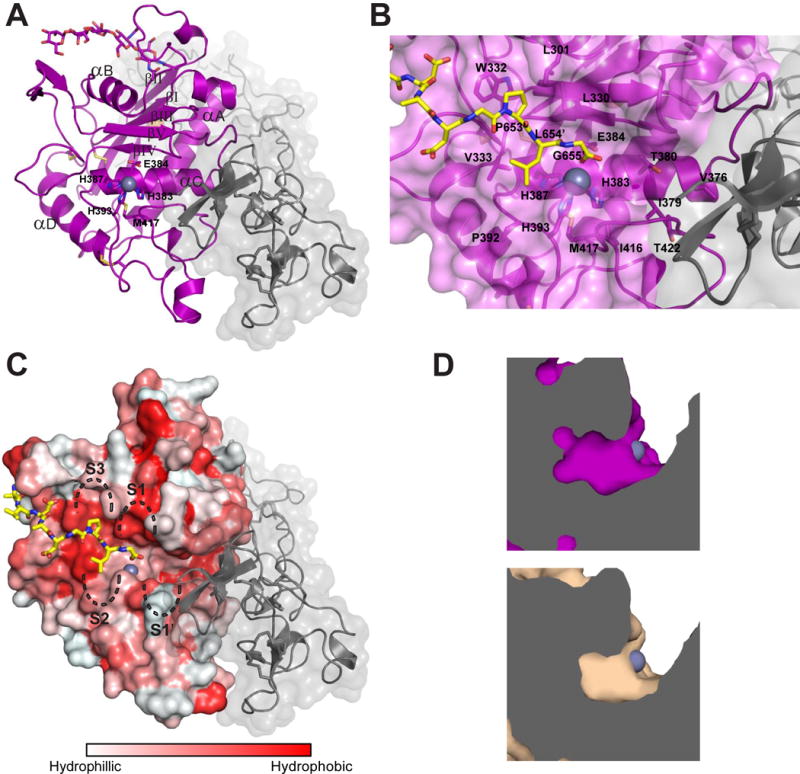 Structural Basis For Regulated Proteolysis By The α Secretase Adam10 Pmc