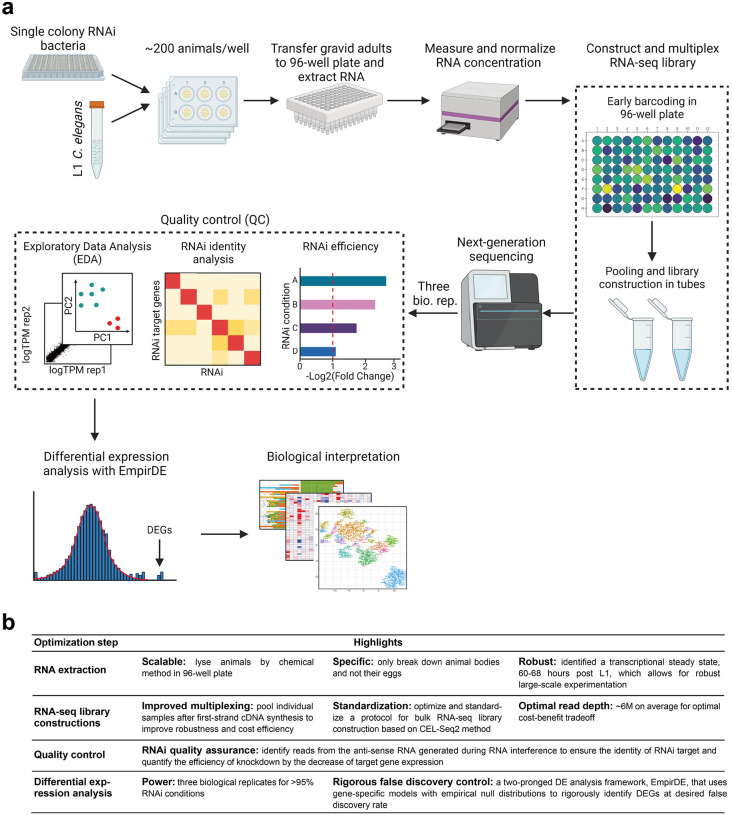 Worm Perturb-Seq: massively parallel whole-animal RNAi and RNA-seq - PMC