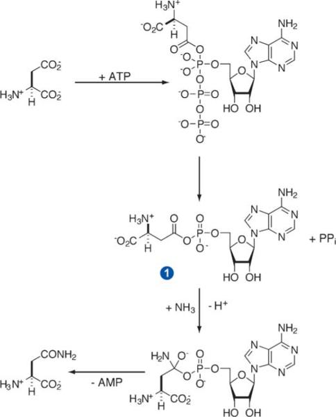 Asparagine Synthetase Chemotherapy - PMC Asparagine Synthetase Chemotherapy - PMC
