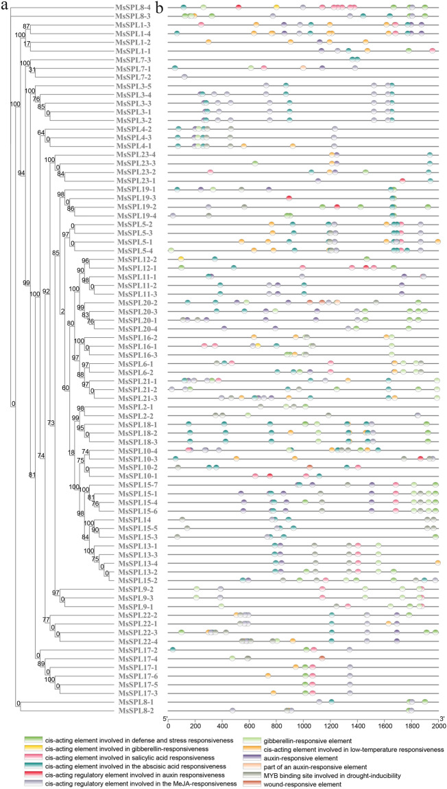 Identification of Alfalfa SPL gene family and expression analysis under biotic and abiotic ...