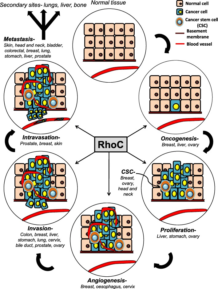 RhoC: a fascinating journey from a cytoskeletal organizer to a Cancer stem cell therapeutic ...