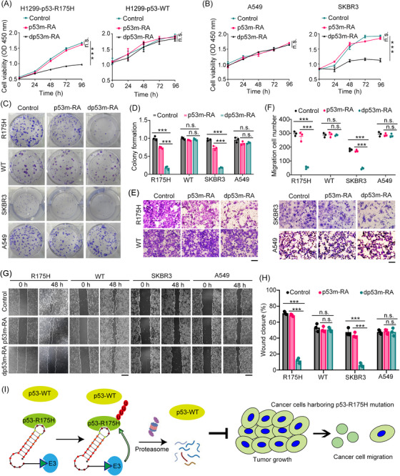 Selective Degradation Of The P53‐r175h Oncogenic Hotspot Mutant By An