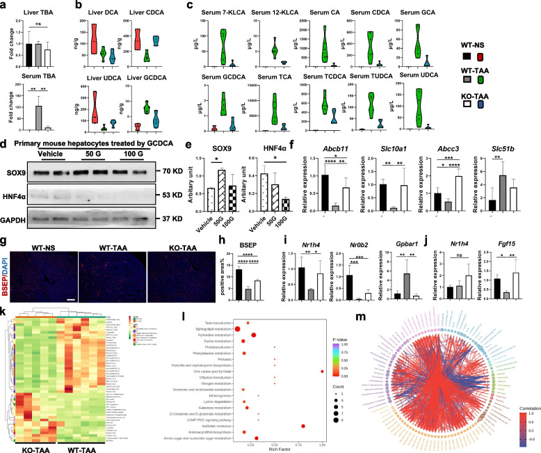 Atypical Cholangiocytes Derived From Hepatocyte Cholangiocyte