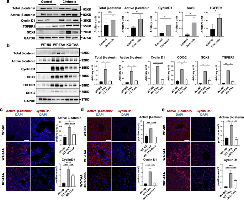 Atypical Cholangiocytes Derived From Hepatocyte Cholangiocyte