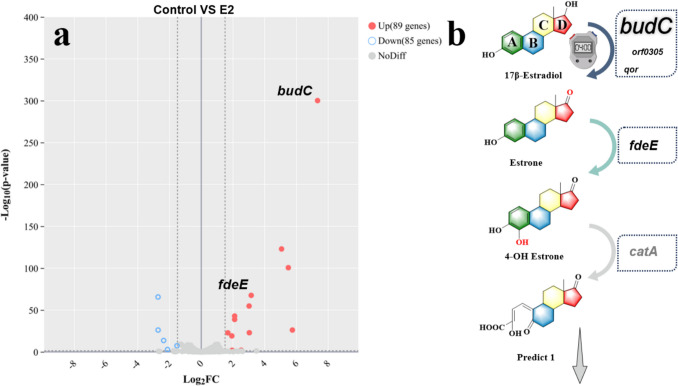 Characterization of a rapid 17β-estradiol-degrading strain ...