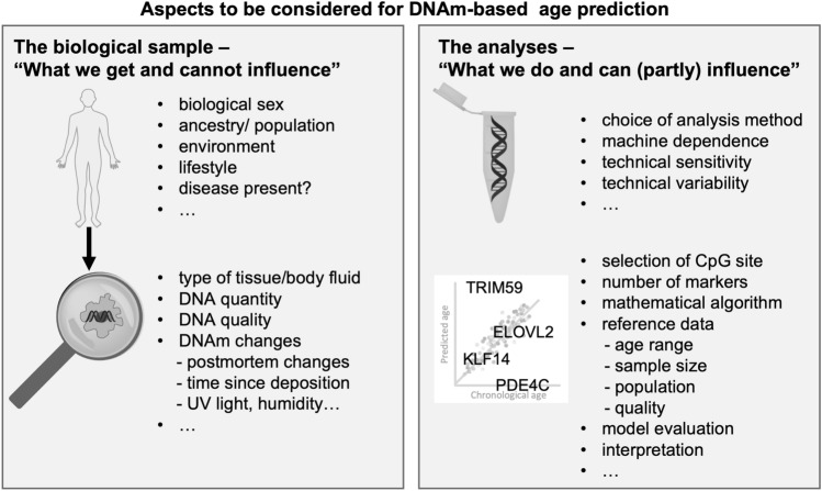 Getting The Chronological Age Out Of Dna Using Insights Of Age
