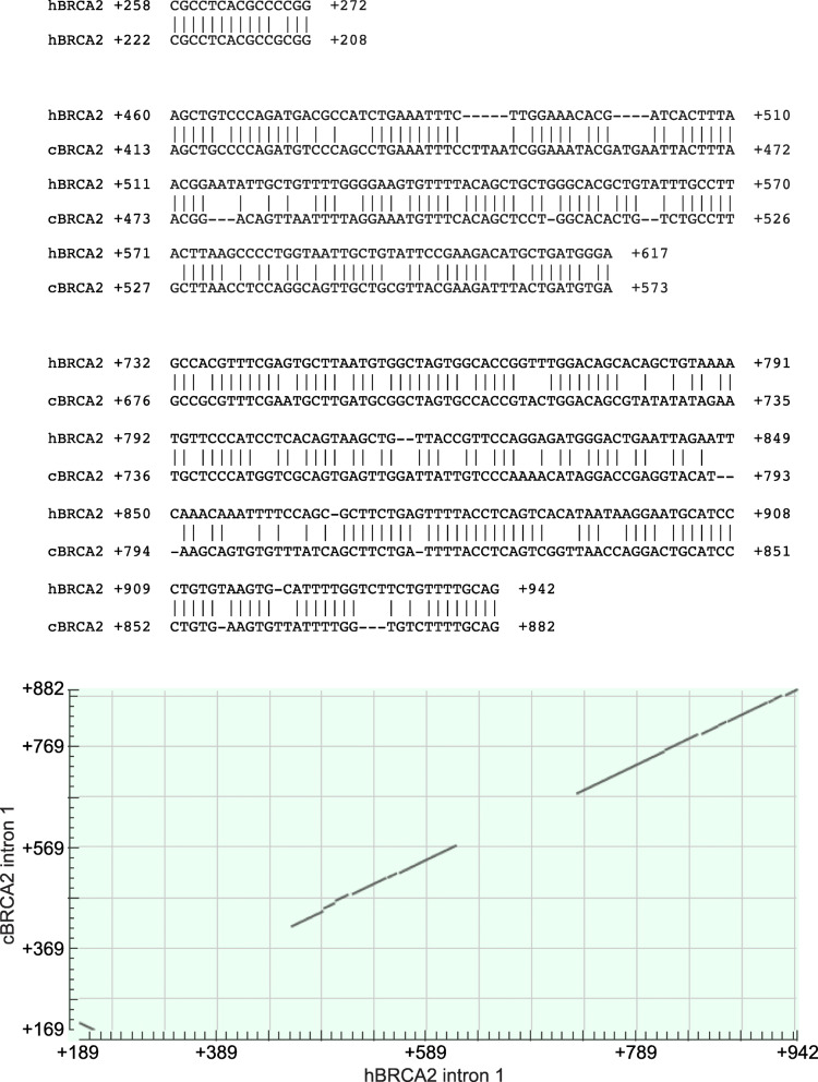 Reduced translation efficiency due to novel splicing variants in 5′ untranslated region and ...