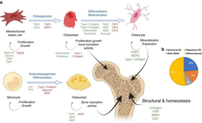 Phylobone: a comprehensive database of bone extracellular matrix proteins in human and model ...