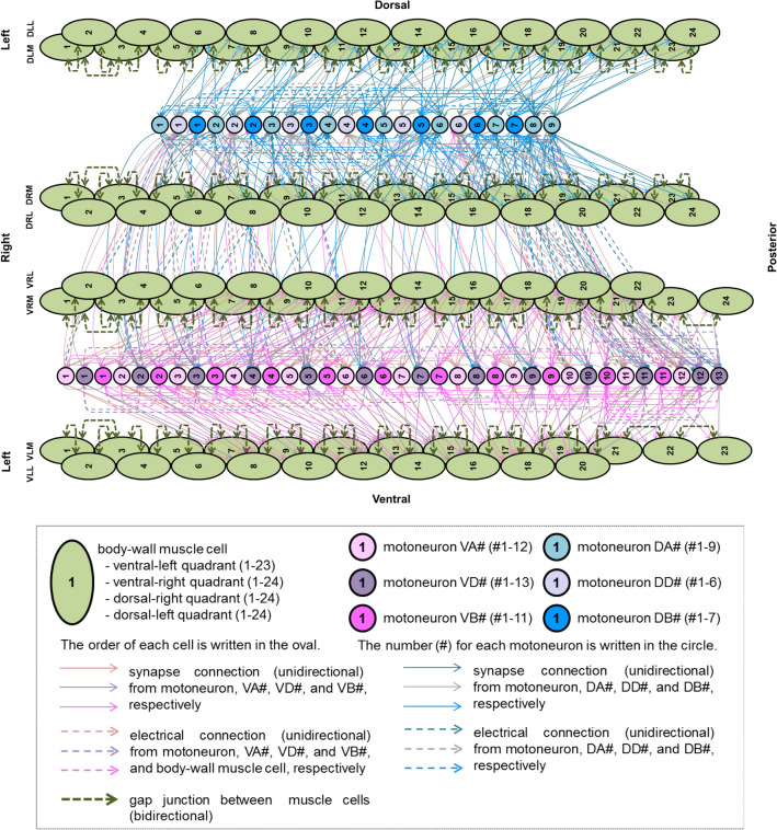 Forward and backward locomotion patterns in C. elegans generated by a connectome-based model ...