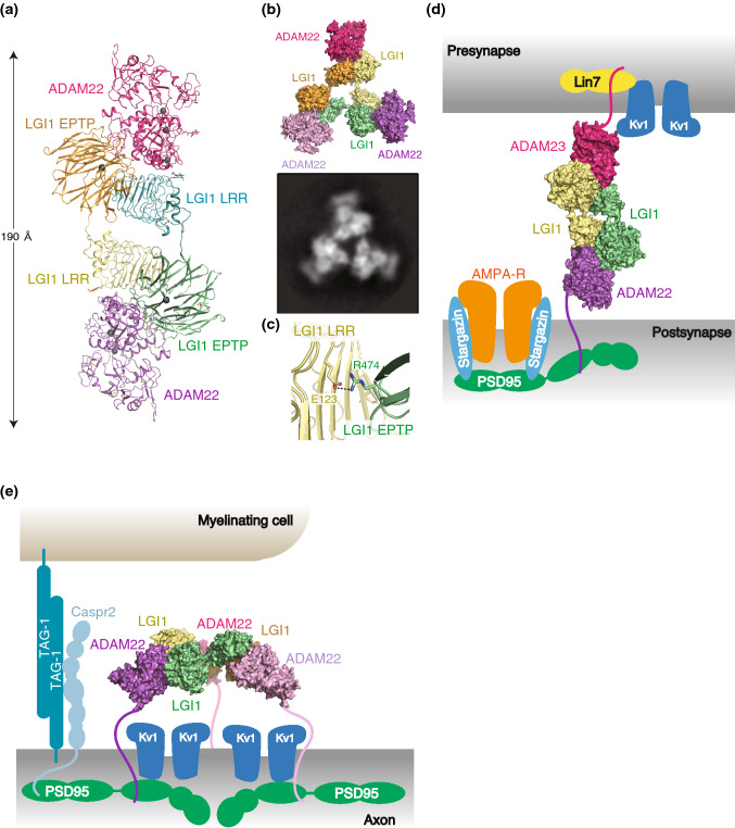 Insights into the mechanisms of epilepsy from structural biology of LGI1–ADAM22 - PMC