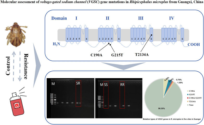 Molecular assessment of voltage-gated sodium channel (VGSC) gene mutations in Rhipicephalus ...