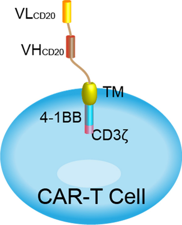 Pre-clinical efficacy of CD20-targeted chimeric antigen receptor T cells for non-Hodgkin's ...
