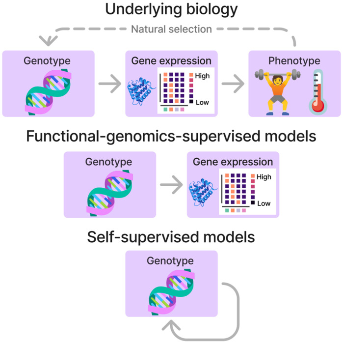Benchmarking DNA Sequence Models for Causal Regulatory Variant Prediction in Human Genetics - PMC