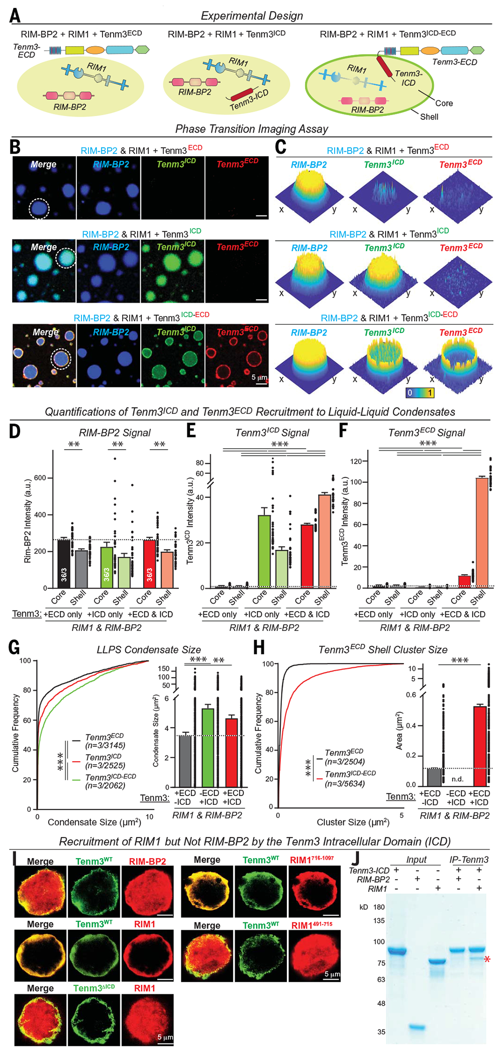 Reconstitution of synaptic junctions orchestrated by teneurin-latrophilin complexes - PMC