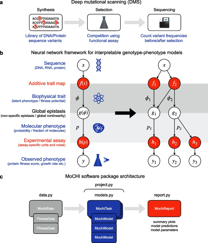 MoCHI: neural networks to fit interpretable models and quantify energies, energetic couplings ...