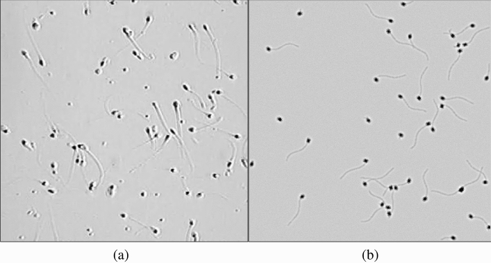 An assessment tool for computer-assisted semen analysis (CASA) algorithms - PMC