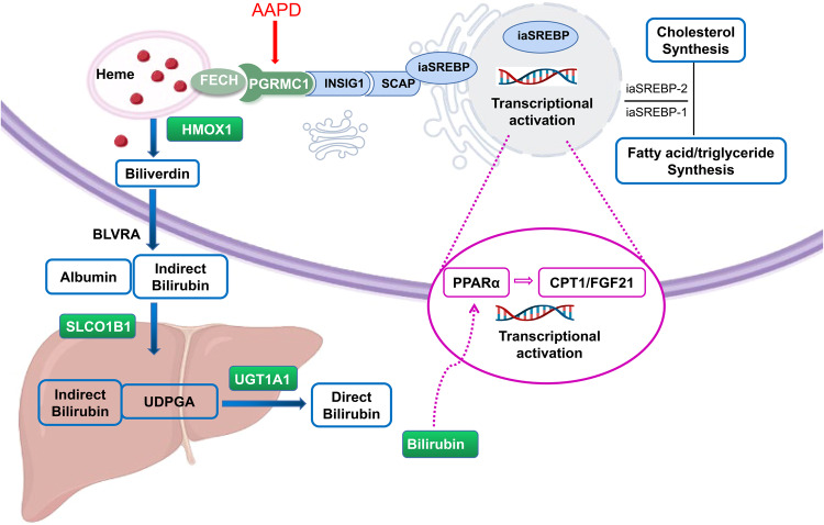 Combination of UGT1A1 polymorphism and baseline plasma bilirubin levels in predicting the risk ...