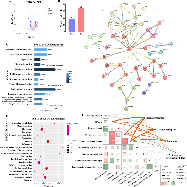 TMT-Based quantitative proteomic analysis reveals age-related changes in eggshell matrix ...