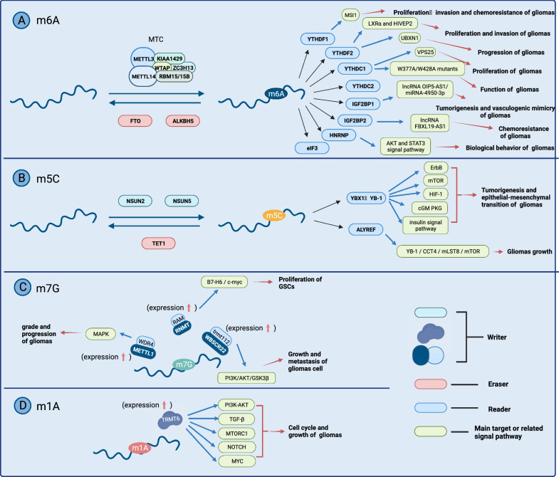 Insights into the regulatory role of RNA methylation modifications in glioma - PMC
