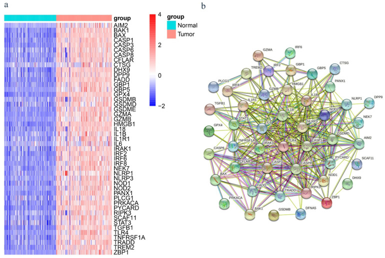 The Pyroptosis-Related Gene Prognostic Index Associated with Tumor ...