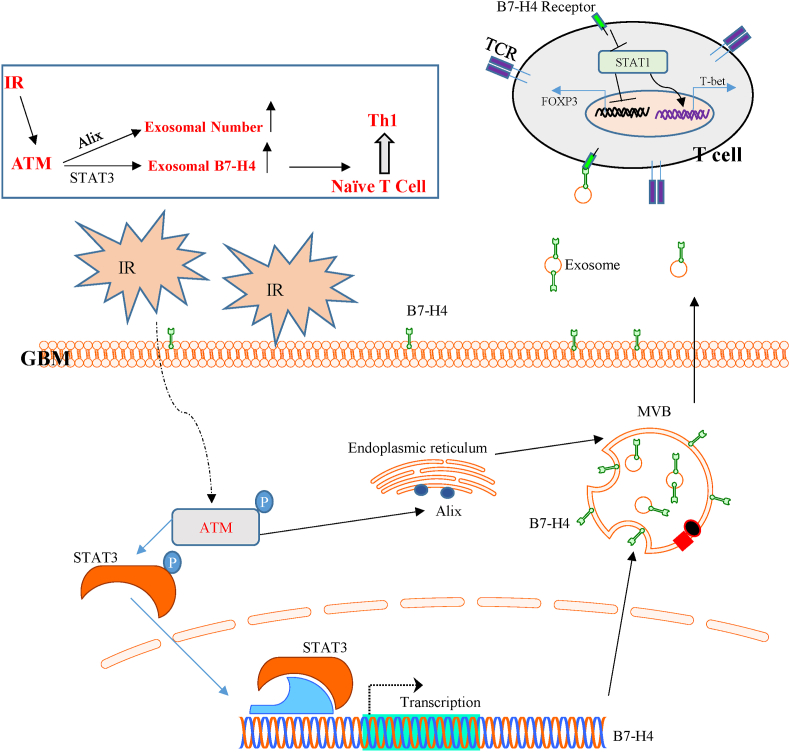 Exosomal B7–H4 from irradiated glioblastoma cells contributes to ...