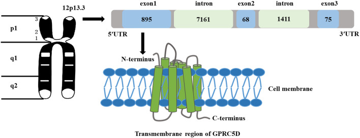 Targeting GPRC5D for multiple myeloma therapy - PMC