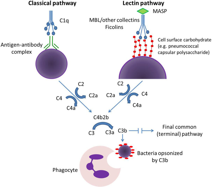 Classical and lectin complement pathways and markers of inflammation ...