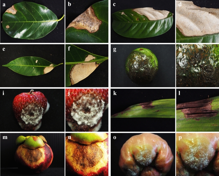 Identification, pathogenicity and effects of plant extracts on Neopestalotiopsis and ...
