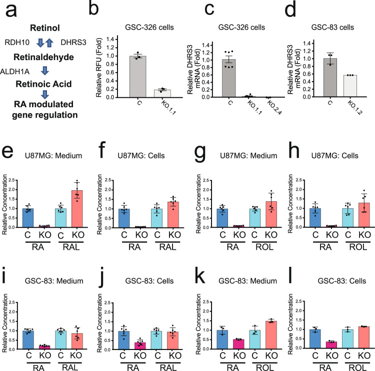 A specific inhibitor of ALDH1A3 regulates retinoic acid biosynthesis in ...