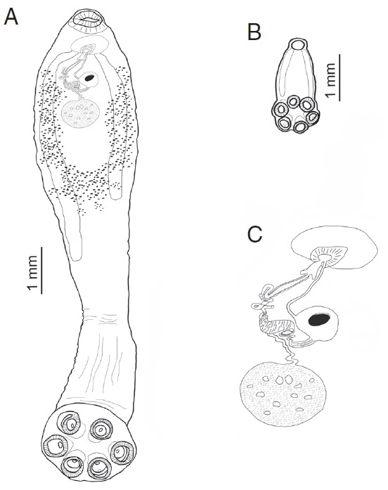 Fig. 2