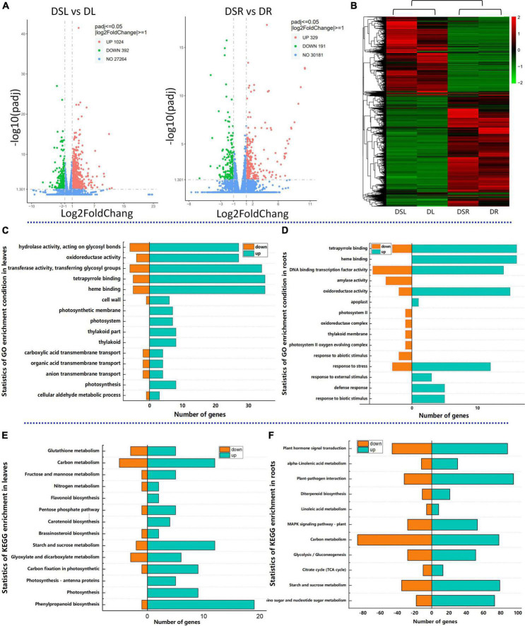Transcriptomic and metabolomic reveals silicon enhances adaptation of rice under dry cultivation ...