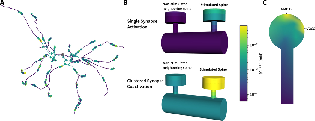 Making Time and Space for Calcium Control of Neuron Activity - PMC Making Time and Space for Calcium Control of Neuron Activity - PMC